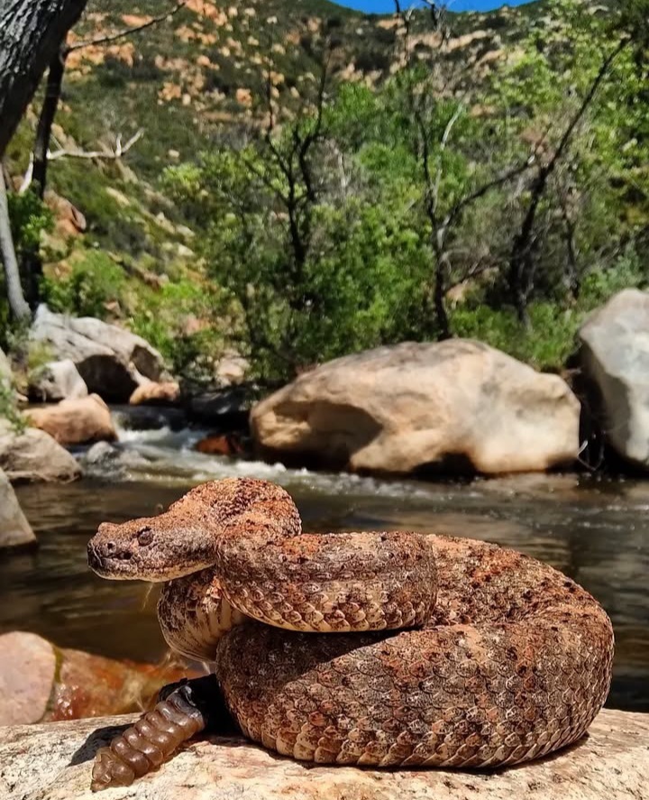 Southwestern Speckled Rattlesnake from San Diego County, CA, USA on May ...