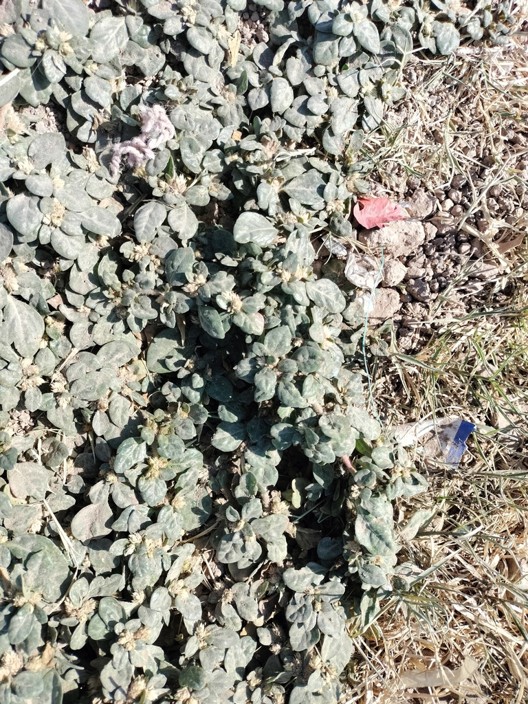 mat chaff-flower from Los Olivos, 38037 Celaya, Gto., México on ...