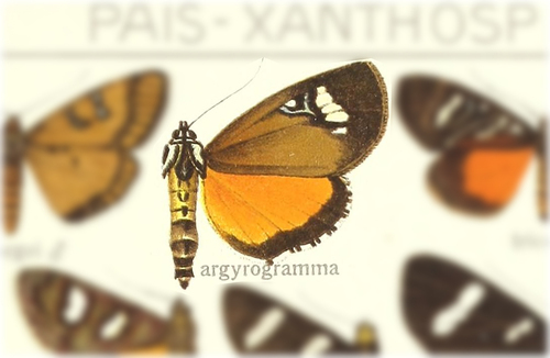 Apaegocera argyrogramma · iNaturalist