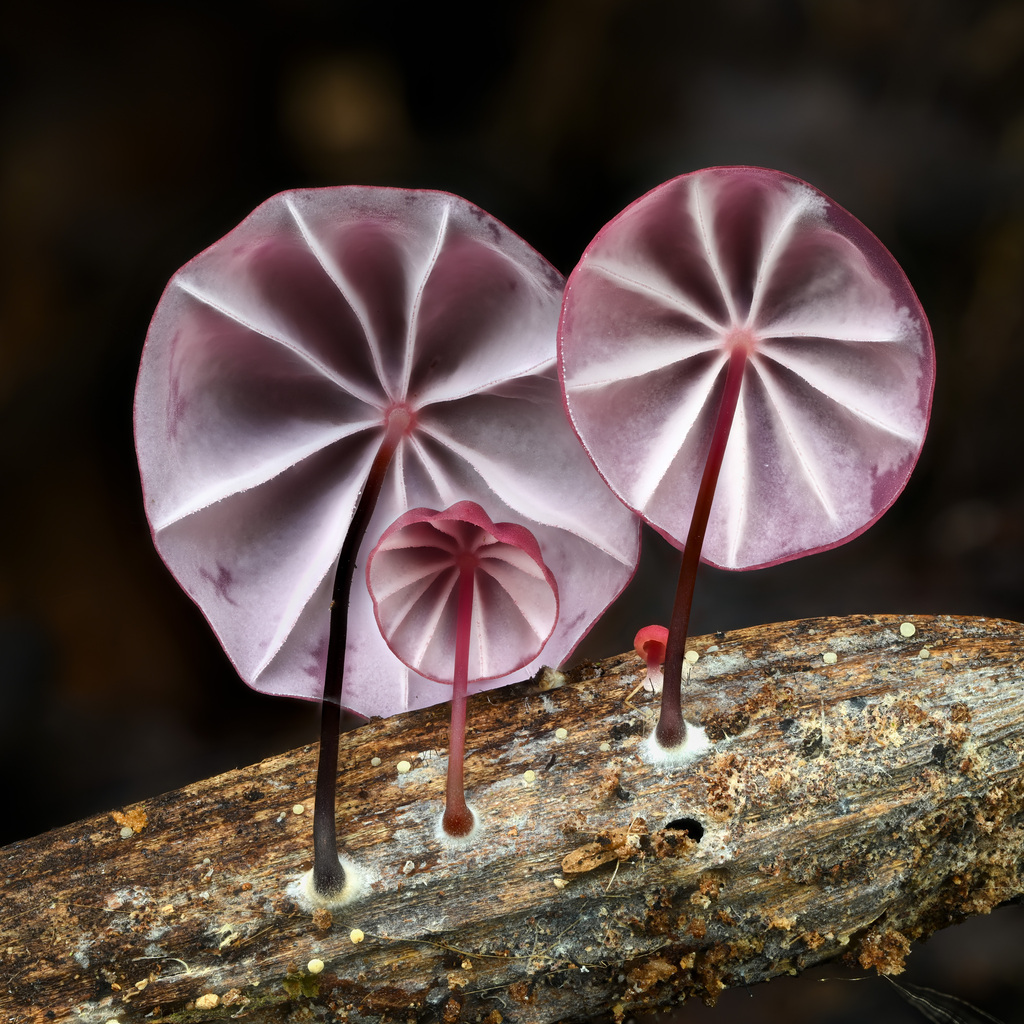 Marasmius sect. Sicci from Pastaza, EC-PA, EC on February 12, 2025 at ...