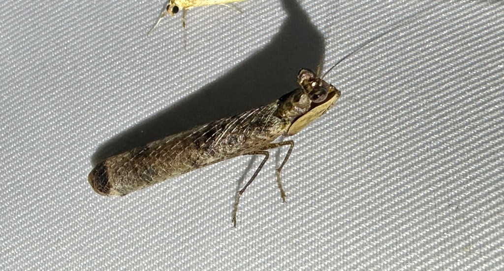 Astyliasula phyllopus from Keningau, Sabah, Malaysia on January 7, 2025 ...