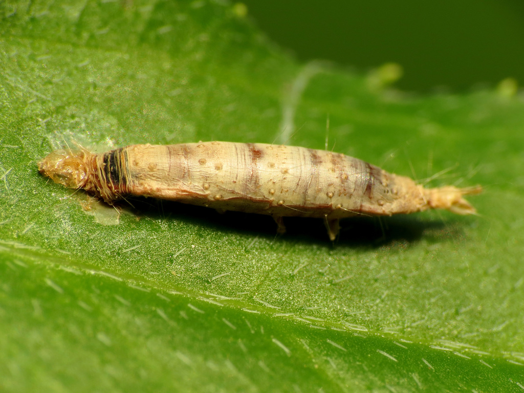 Common Mummy Wasps from District of Columbia, United States on August ...