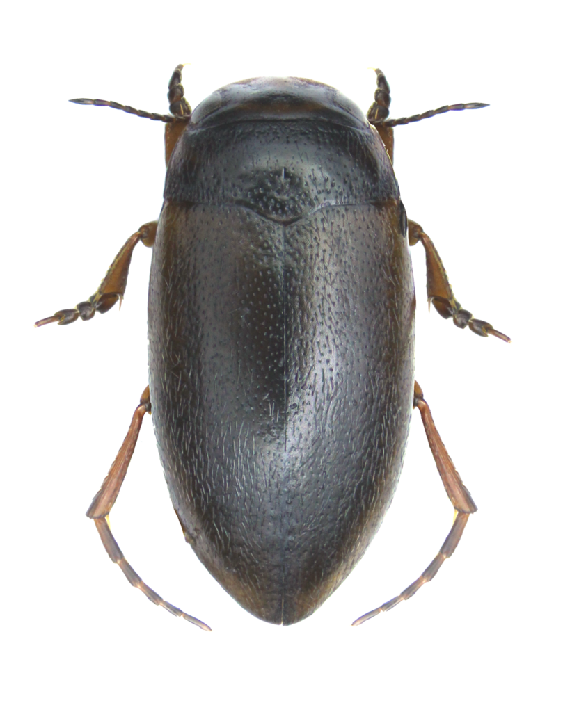 Hydroporus tristis from Верховажский р-н, Вологодская обл., Россия on ...