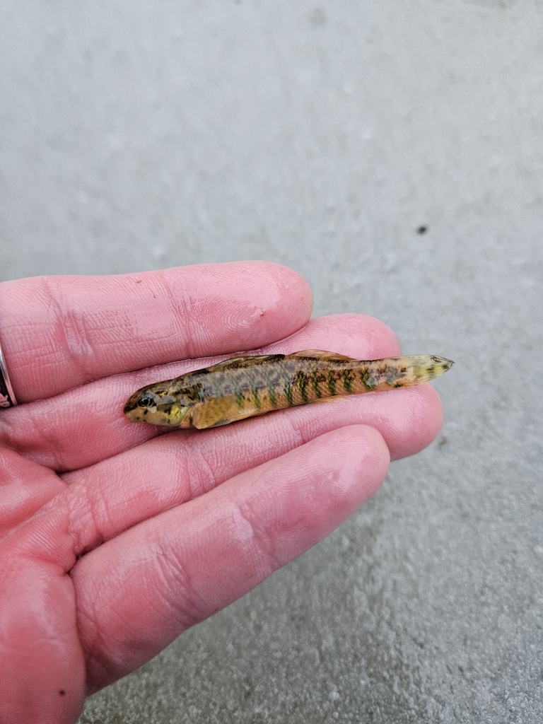 Banded Darter from Perry Township, OH, USA on February 6, 2025 at 05:32 ...