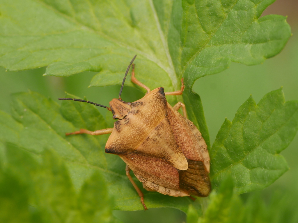 Carpocoris fuscispinus (Hétéroptères Pentatomoidea de France ...