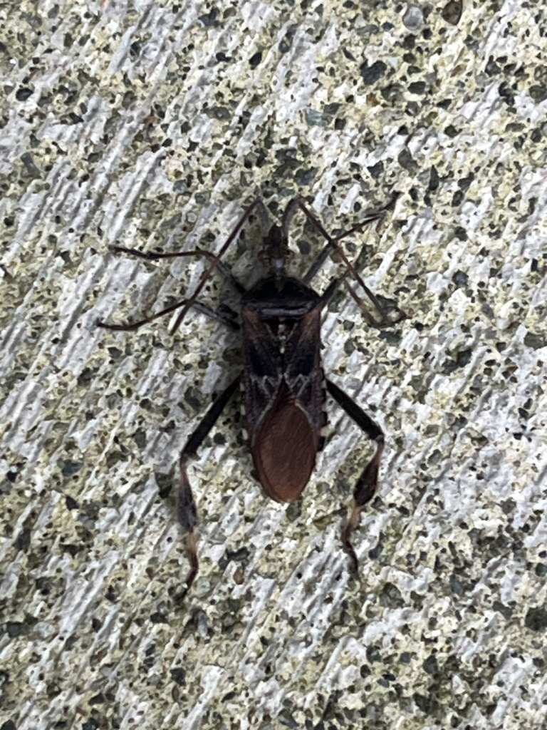 Western Conifer Seed Bug from Green River College, Auburn, WA, US on ...
