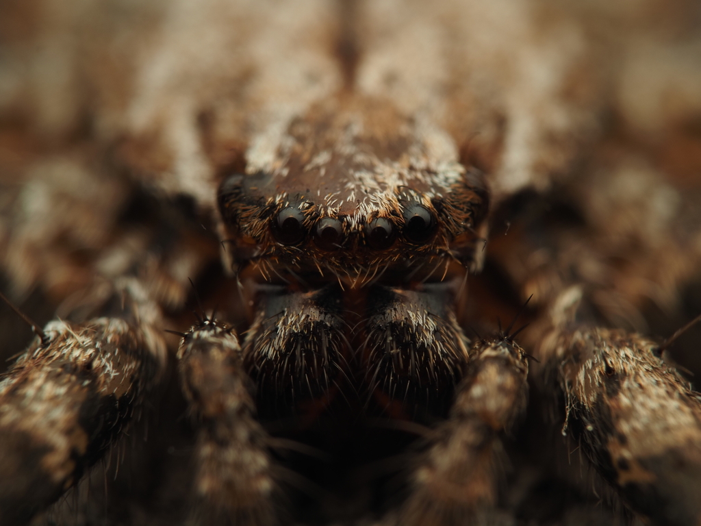 Crescent-eyed Spiders from Miami-Dade County, FL, USA on February 08 ...