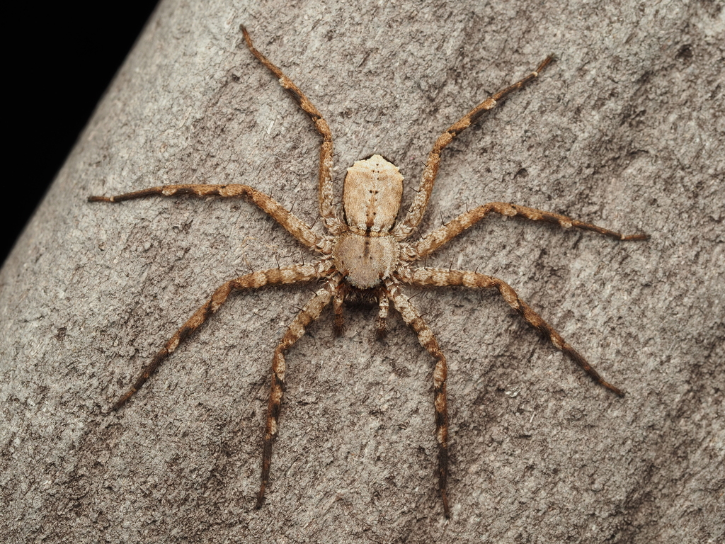 Crescent-eyed Spiders from Miami-Dade County, FL, USA on February 08 ...