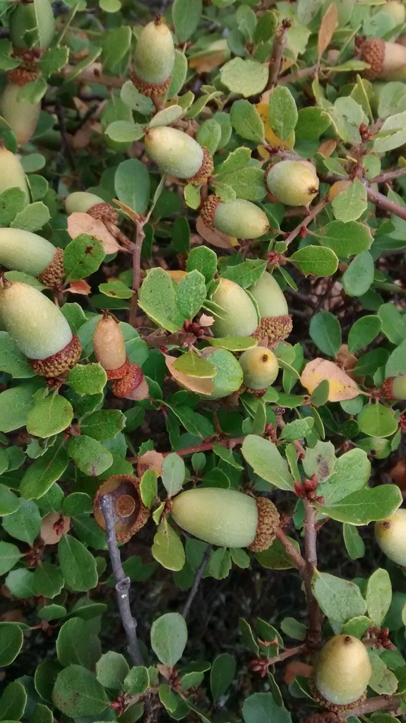 California scrub oak from Sierra Azul Open Space Preserve, CA, US on ...