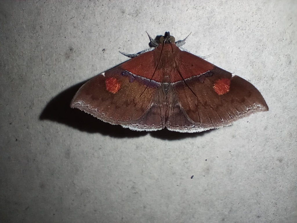 Sympis rufibasis from Topaz QLD 4885, Australia on February 14, 2025 at ...