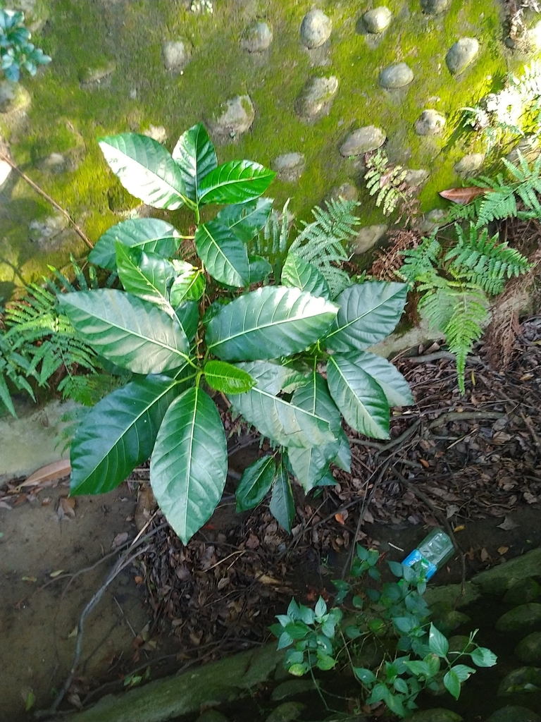 Hauili fig tree from Hsinchu City, TW-KH, TW on August 3, 2019 at 04:45 ...