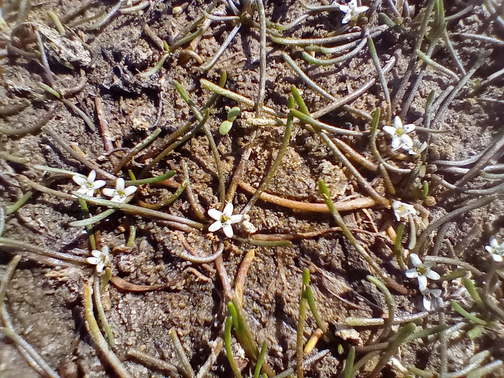delta mudwort from Tomahawk Rd, Lagoon, Ocean Grove, Dunedin 9013, New ...