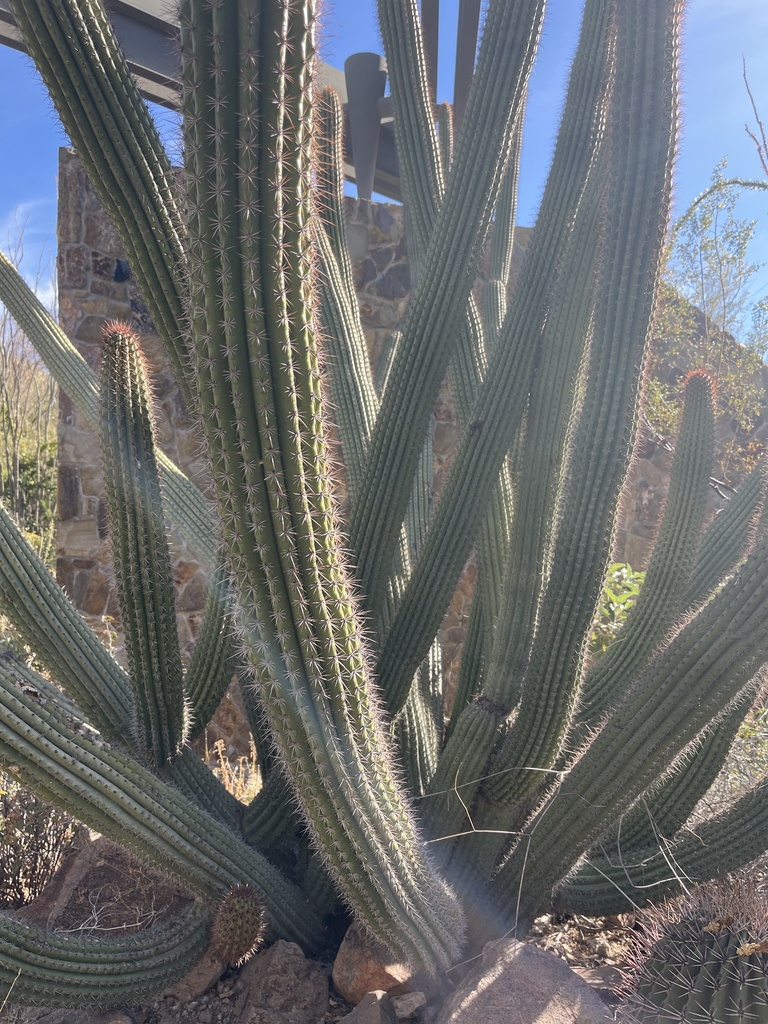 organ pipe cactus from Arizona-Sonora Desert Museum, Tucson, AZ, US on ...