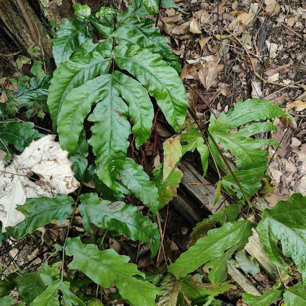 Broad Halberd Fern from Guadalupe, N.L., México on February 8, 2025 by ...