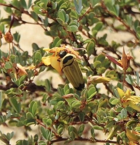 Pikachu Jewel Beetle (Hiperantha pikachu) · iNaturalist