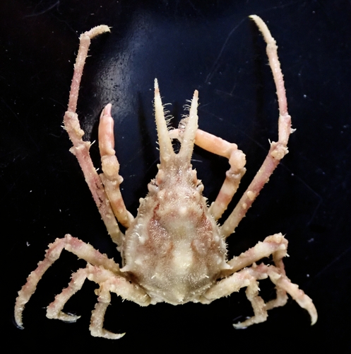 Hyastenus hilgendorfi · iNaturalist