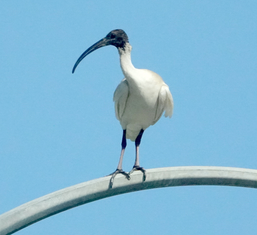 Australian Ibis from Gaze Rd, Christmas Island 6798, Christmas Island ...