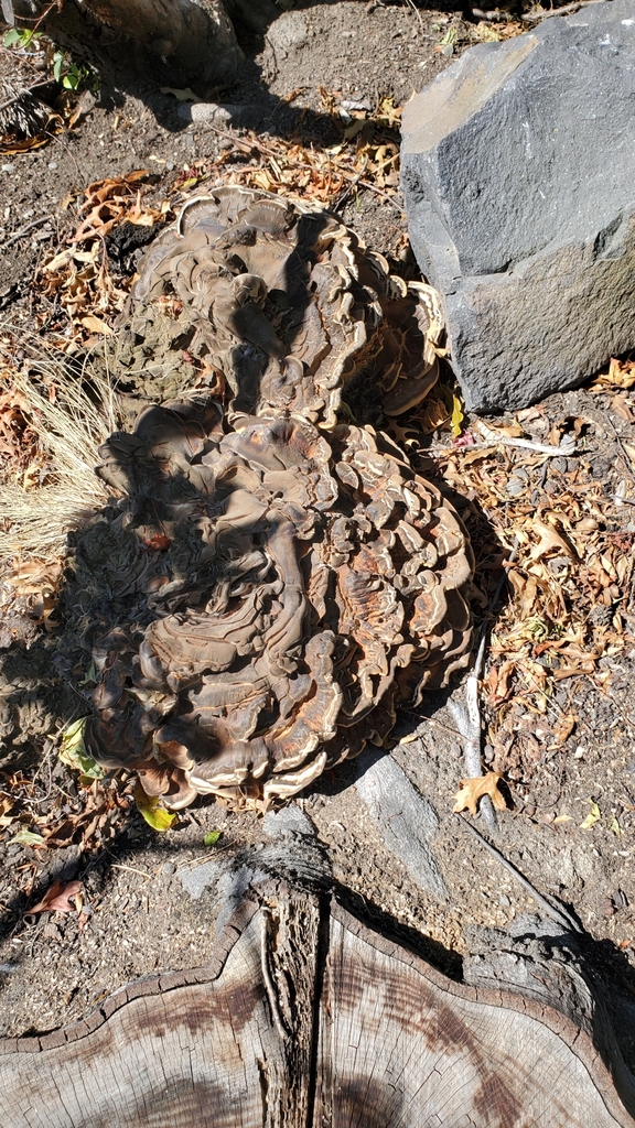 Giant Polypore from Fendalton Library on February 14, 2025 at 03:13 PM ...