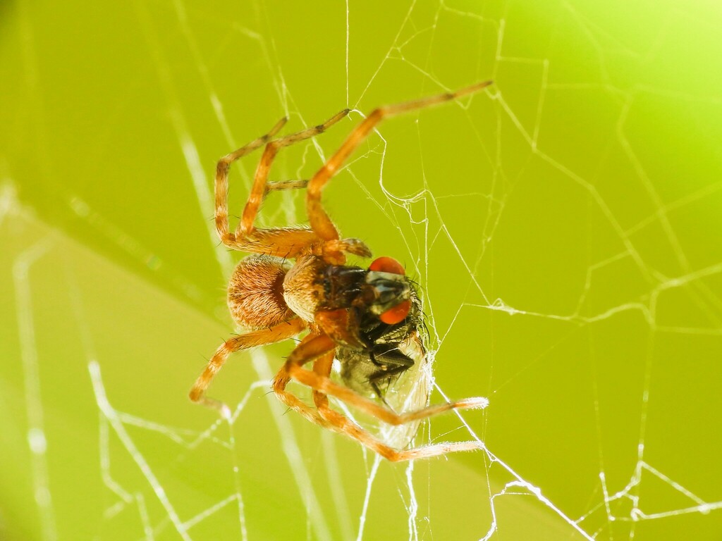 Grey House Spider in February 2025 by Christine Rand · iNaturalist
