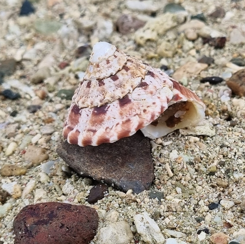 Commercial Top Shell from Fiji on February 14, 2025 at 02:12 PM by ...