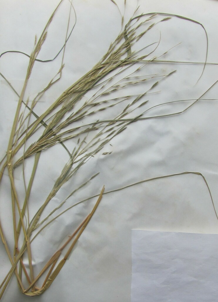 sprangletop in August 1988 by Chuck Thomas. syn. Leptochloa fusca (L ...