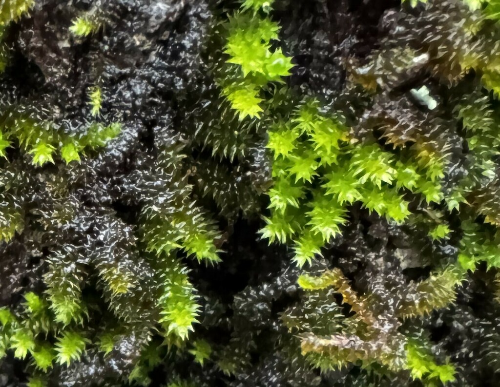 smooth hook moss from Rocky Lane, Lawrence County, TN, USA on December ...