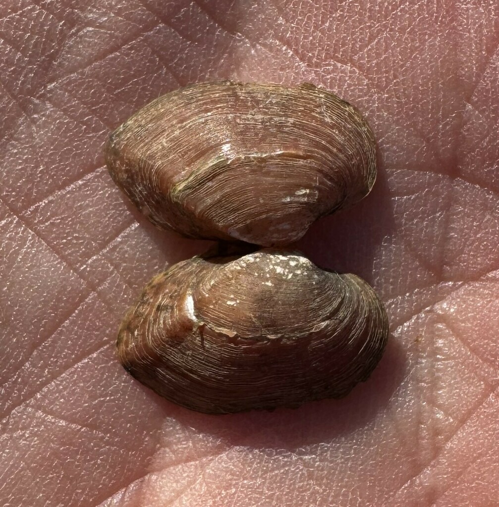 Fawnsfoot from Tennessee River, Dark Hollow, Colbert County, AL, USA on ...