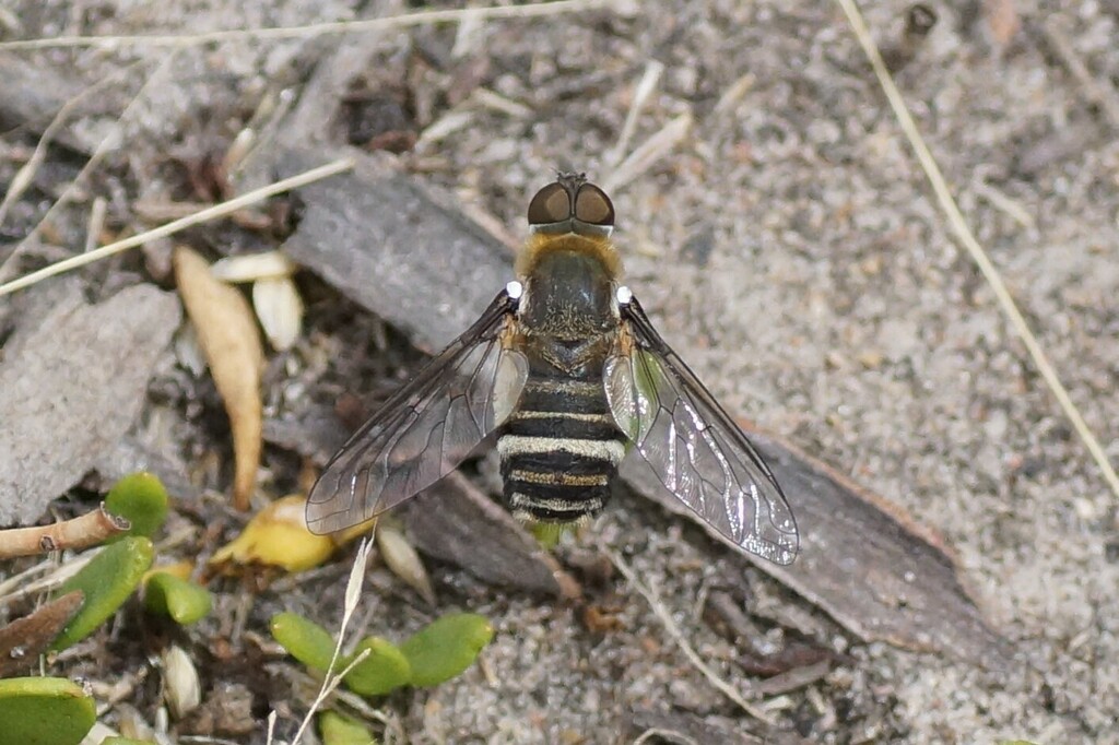banded bee flies from Buckley VIC 3240, Australia on February 14, 2025 ...