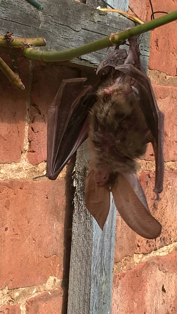 Brown Big-eared Bat from Legsby, Market Rasen LN8 3QT, UK on August 3 ...