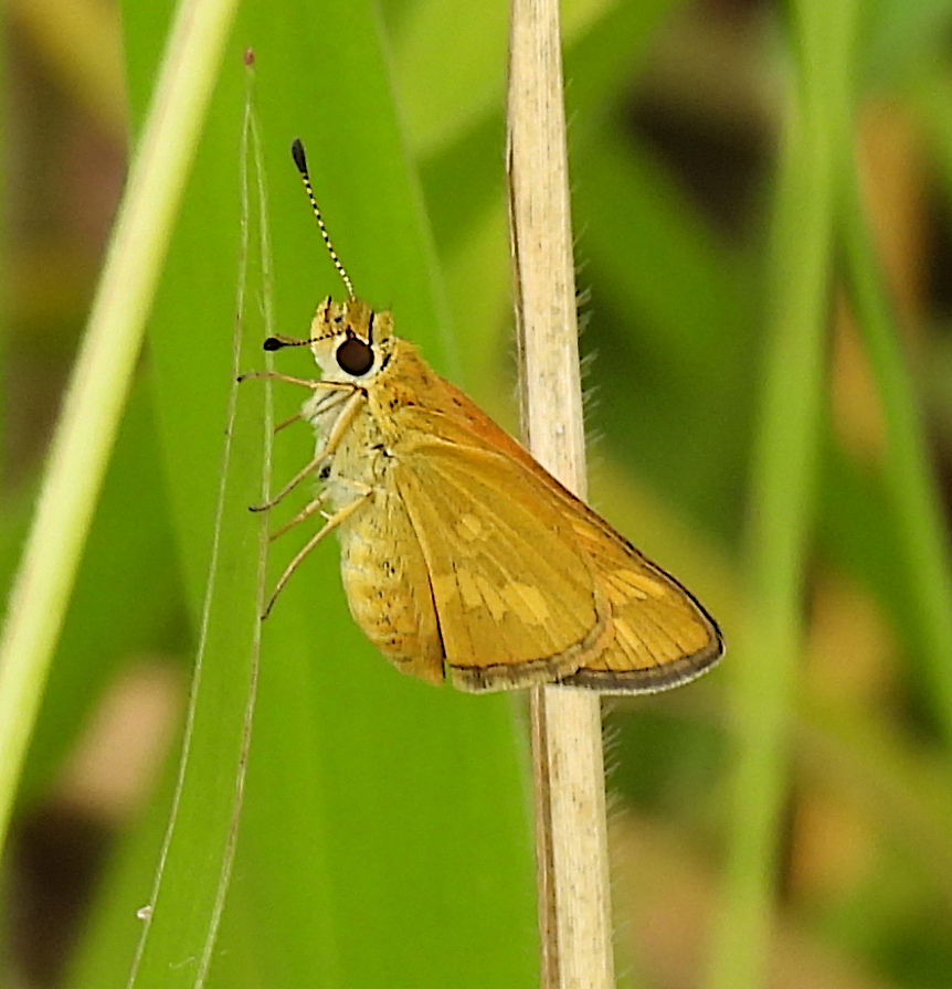 Ina Grass-dart from Karawatha Forest South, QLD, Australia on February ...