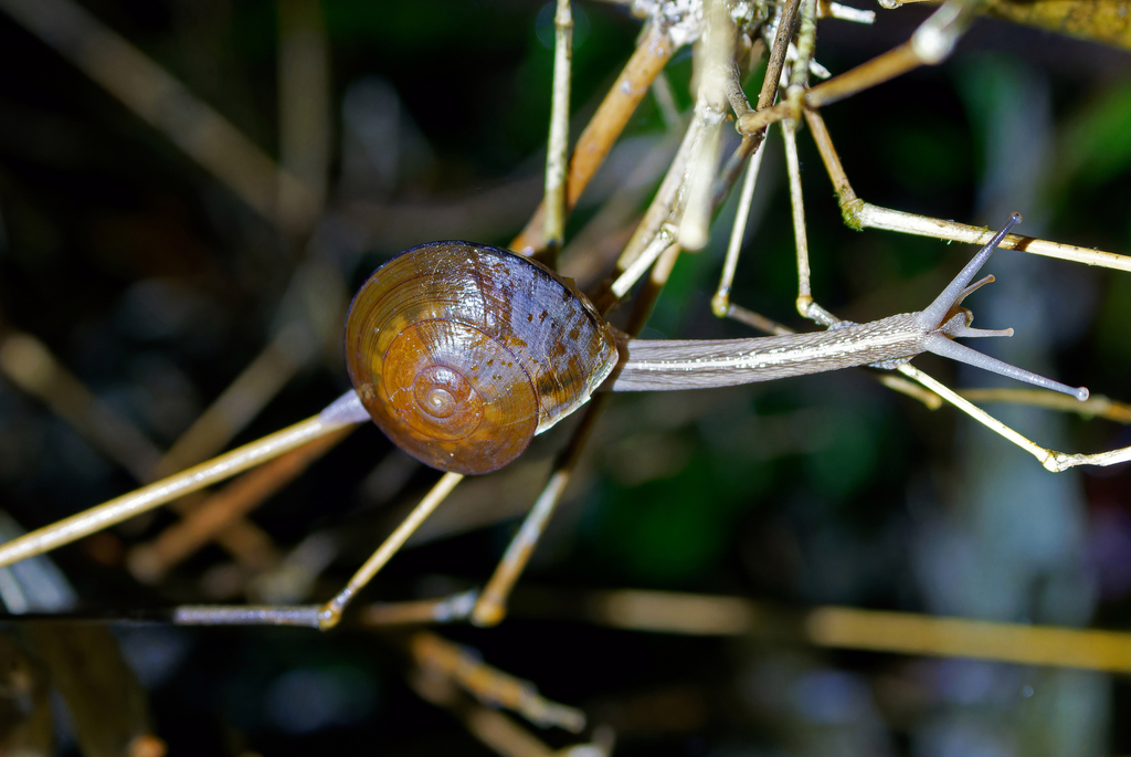 Camaena hainanensis from 中国海南省陵水黎族自治县 on February 13, 2025 at 08:42 PM ...