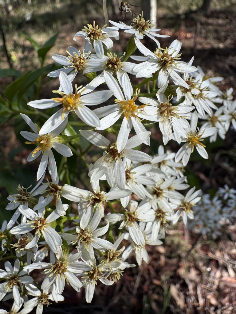 Sticky daisy bush from Belford National Park, Belford, NSW, AU on ...