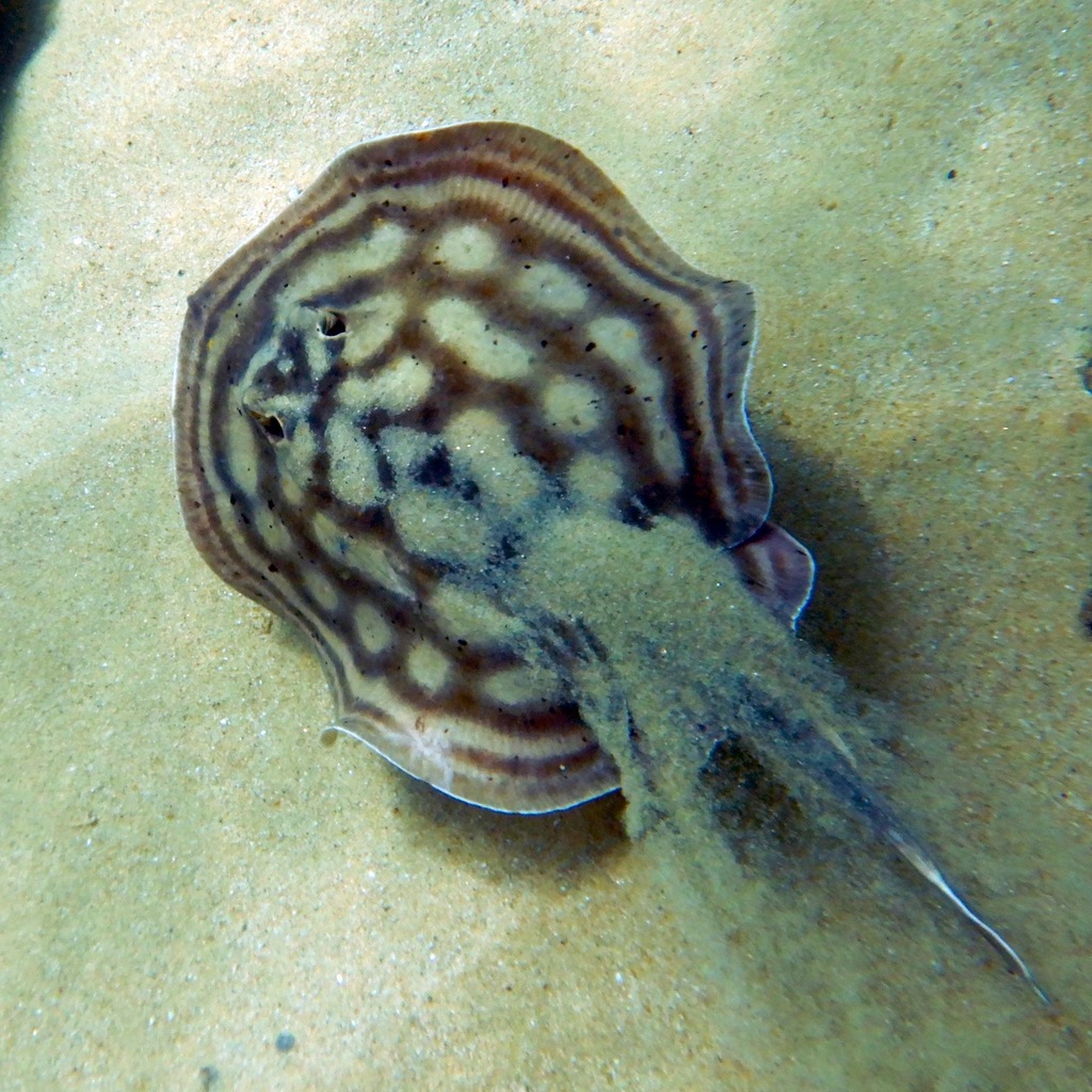Bullseye Round Stingray (Urobatis concentricus) - Marine Life ...
