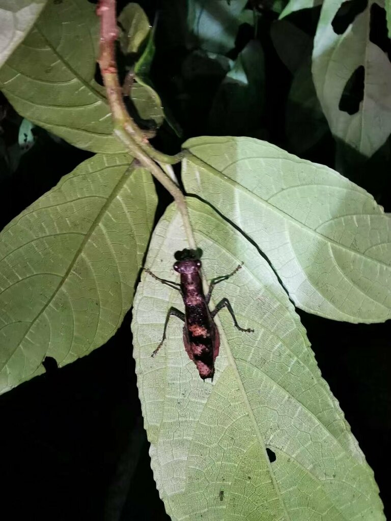 Astyliasula major from 中国云南省西双版纳傣族自治州景洪市 on August 08, 2020 at 07:43 PM ...