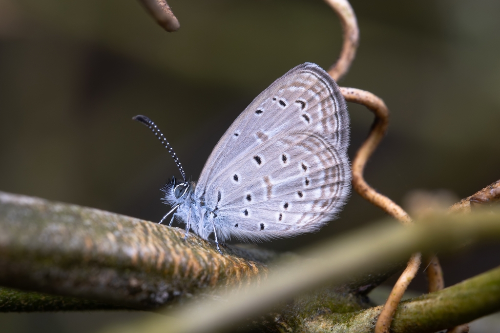 Tiny Grass Blue from 中国海南省海口市龙华区 on February 3, 2025 at 02:07 PM by ...