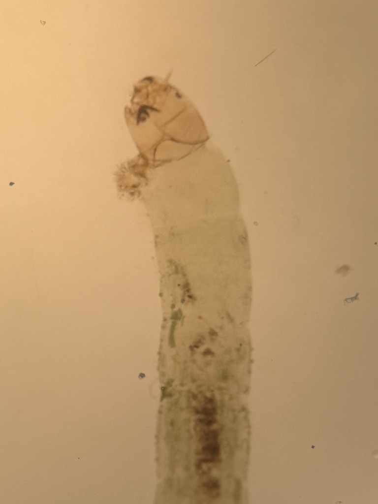 Cricotopus politus from NE 24th St, Jensen Beach, FL, US on February 05 ...