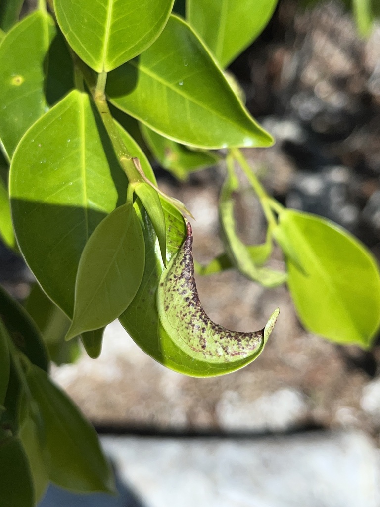 Cuban Laurel Thrips from Spanish Point Rd, Osprey, FL, US on February 8 ...