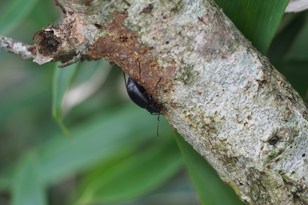 Plesiophthalmus nigrocyaneus from Nada Ward, Kobe, Hyogo, Japan on ...
