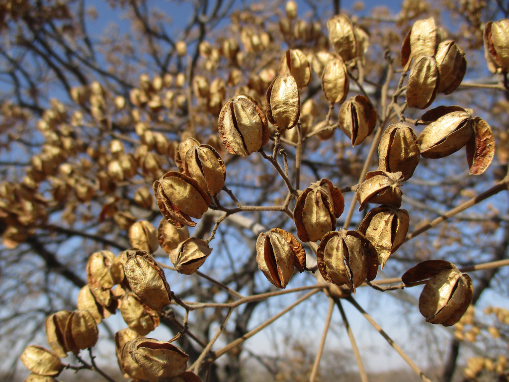 Kirkia from Serowe Botswana on July 25, 2019 by Botswanabugs. on rocky ...