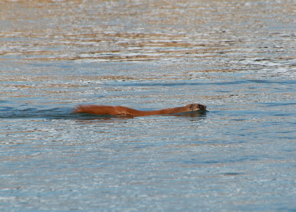 Japanese Weasel in February 2025 by rockfish17 · iNaturalist