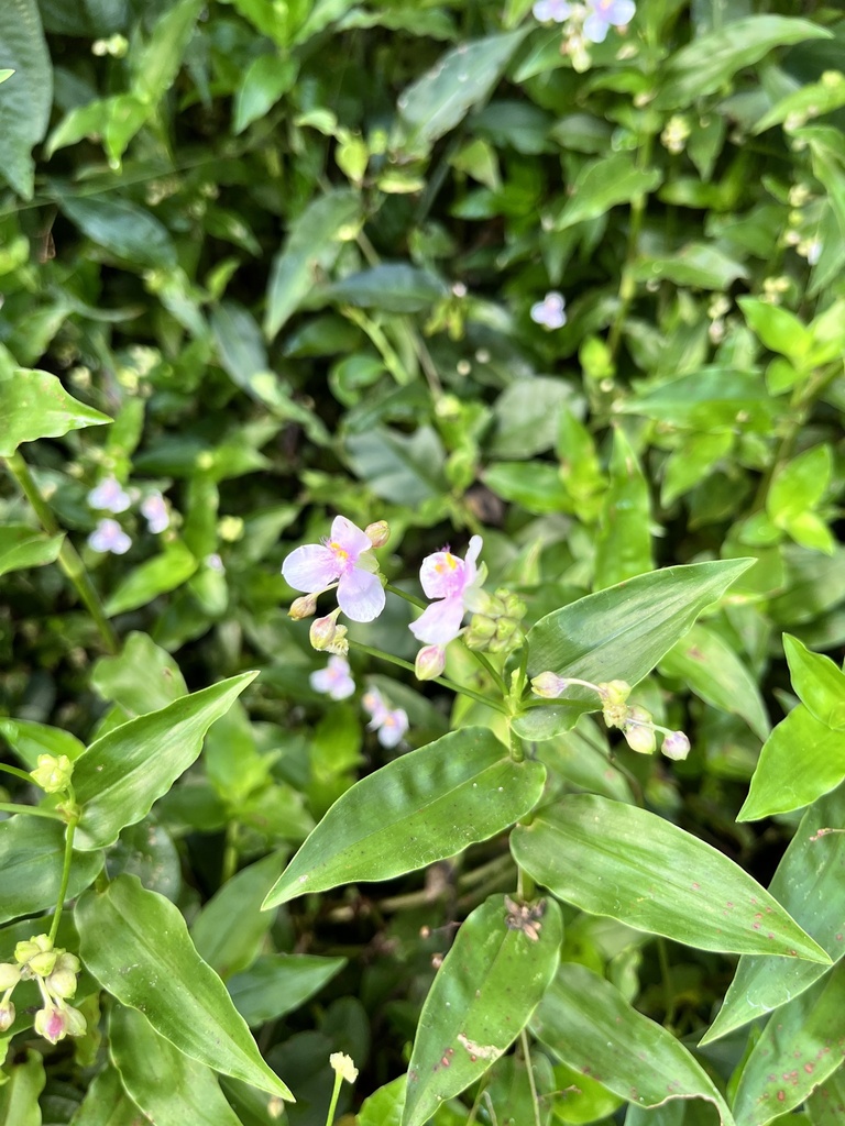 Tripogandra diuretica from Vespasiano Corrêa, RS, BR on February 14 ...