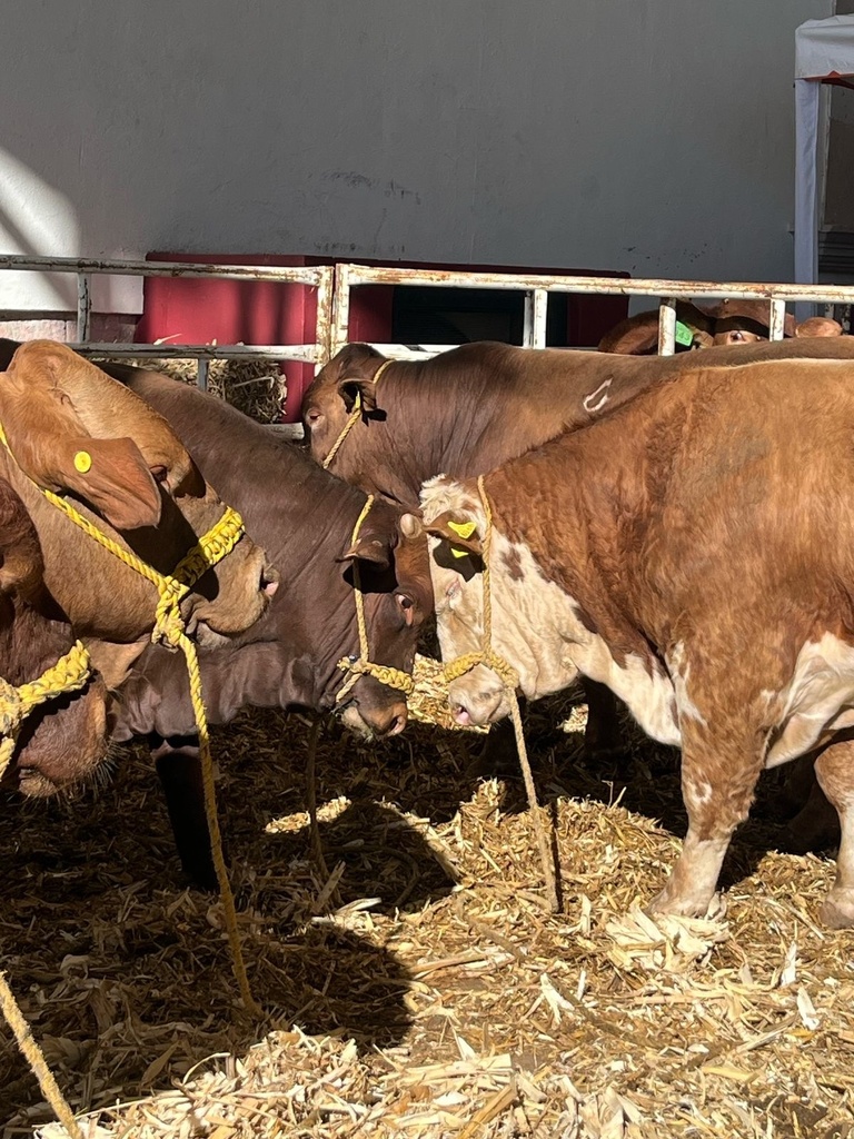 Cattle from Prolongación 5 de Mayo Norte, Víctor Rosales, Zac., MX on ...