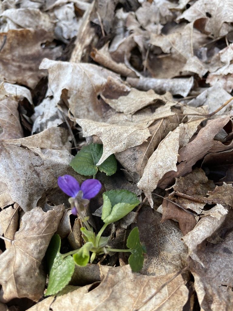 Sweet violet from Harmony, PA, USA on April 06, 2024 at 11:08 AM by ...