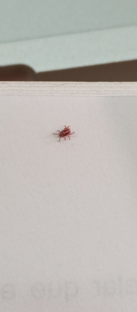 Balaustium leanderi from Santa Catarina, 04010 Ciudad de México, CDMX ...