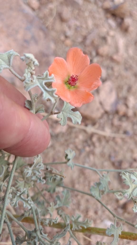 caliche globemallow from Ajo, AZ 85321, USA on August 2, 2019 at 04:07 ...