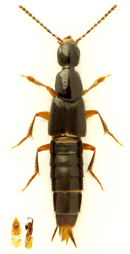 Philonthus turbidus · NaturaLista Colombia