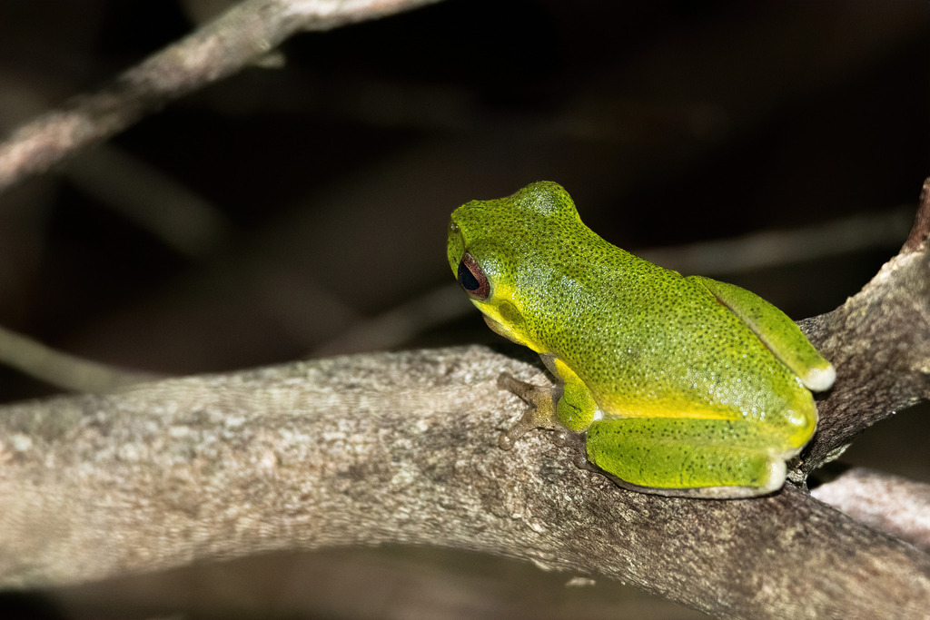 Cooloola Sedge Frog from Cooloola QLD, Australia on February 8, 2025 at ...