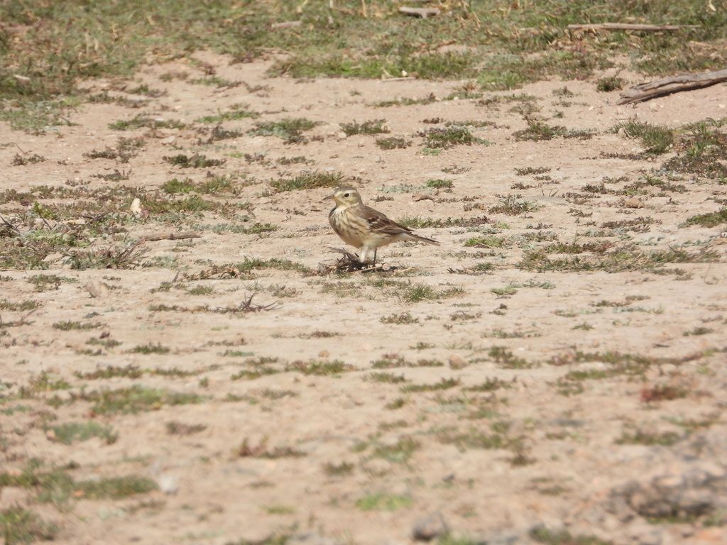 American Pipit from Pinos, Zac., México on February 13, 2025 at 11:23 ...