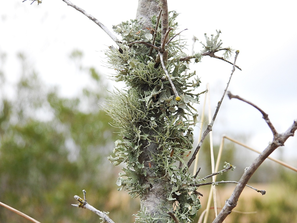 cartilage lichen from Harris County, TX, USA on February 7, 2025 at 09: ...