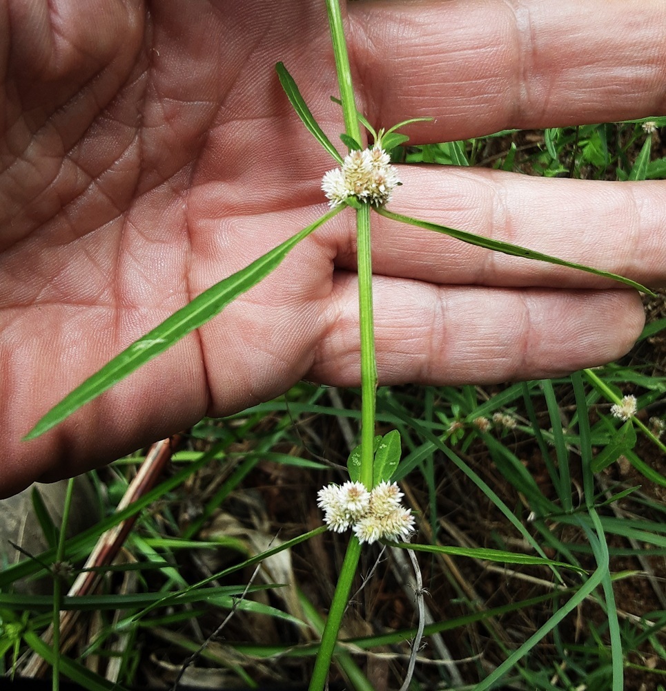 Lesser Joyweed from O'Connell NSW 2795, Australia on February 13, 2025 ...